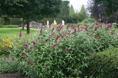 Miss Ruby Butterfly Bush