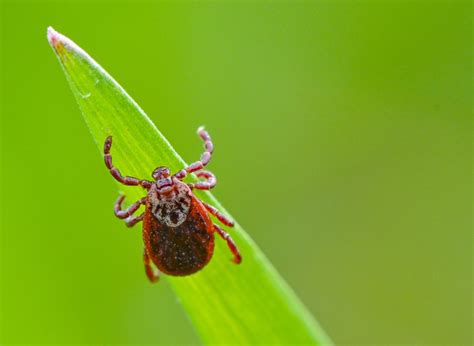 Kansas Ticks Become More Prevalent In September