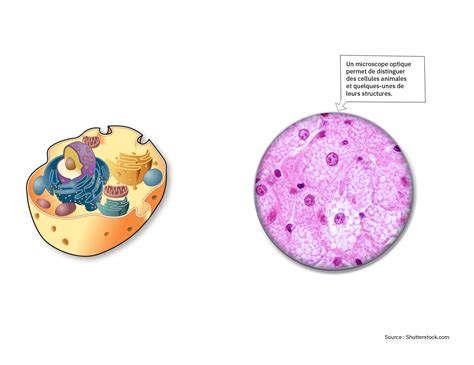 Schéma Interactif 031 La Cellule Animale