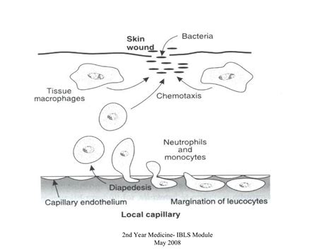 Different Types Of Wbc 2 Recognize The General Functions Of Wbc 3