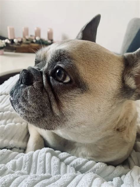 Bengte 11 05 2015 ︎12 12 2022 Rosengarten Sterne