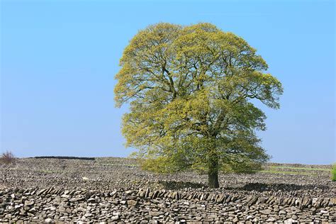 Oak And Dry Stone Walls Litton Peak District National Photograph By Chris Mattison