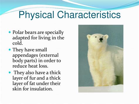 Ppt Polar Bears Powerpoint Presentation Free Download Id 2822356