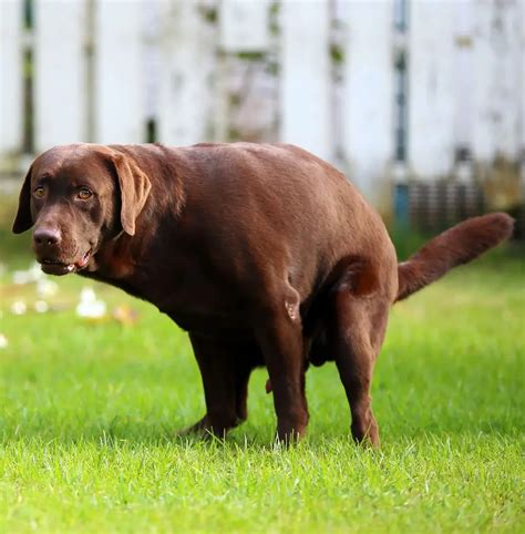18 Symptoms Of Constipation In Dogs