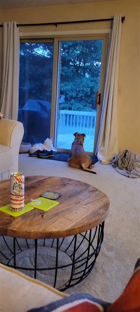 The First Pit And Kit Post Rpittiesandkitties