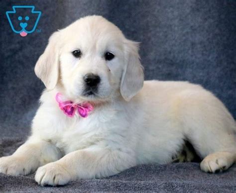 English Golden Retriever Rescue