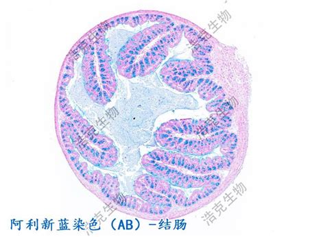 阿利新蓝染色（ab） 杭州浩克生物