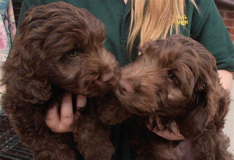 Cockapoo For Sale