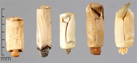 Itchgrass Quick Facts Earthhome Evolution