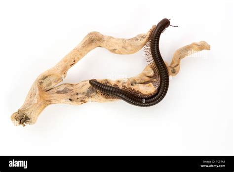 Mille Pattes Telodeinopus Aoutii Kenyan Festoyant Sur Les Fruits De La