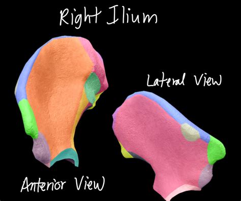 Ilium Diagram Quizlet