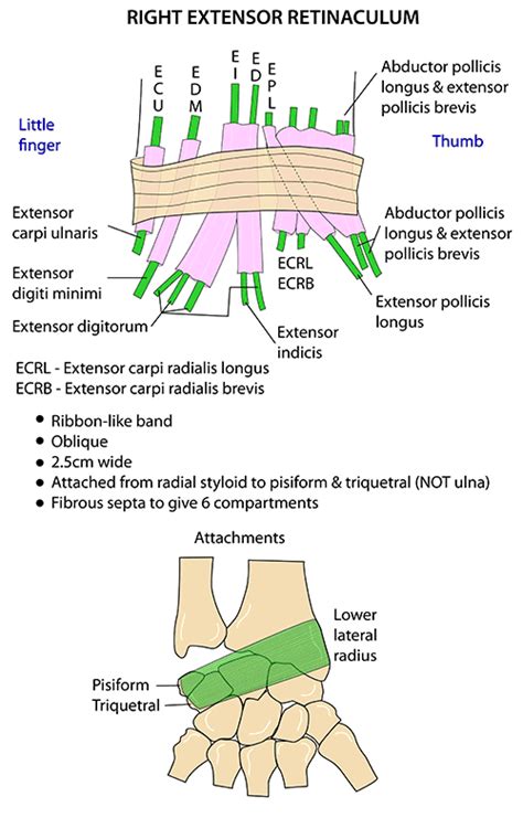Extensor Retinaculum Tendonitis For Mckinney Tx Sports City Usa