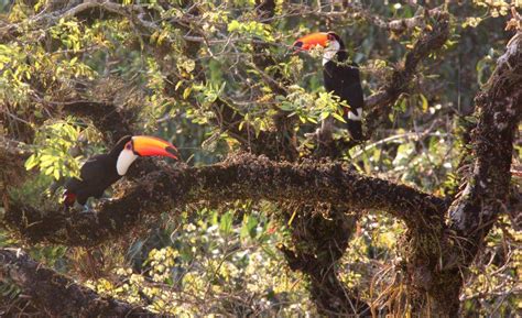 5 Kemampuan Unik Toco Toucan Mengatur Suhu Dengan Paruh Bes Idn Times