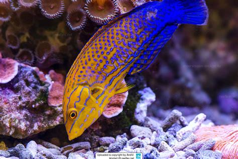Anampses Femininus Blue Striped Orange Tamarin Blue Tail Wrasse