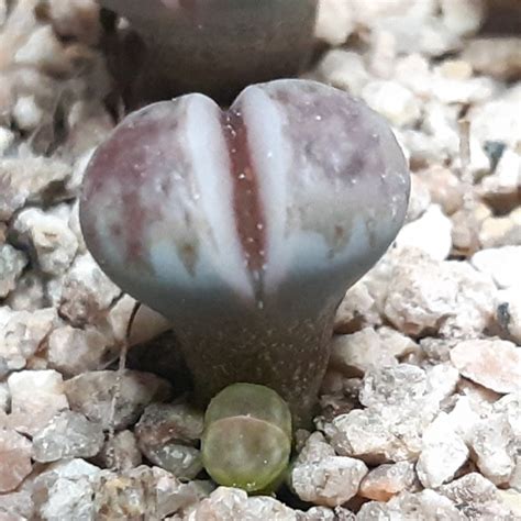 리톱스 키우기리톱스는 탈피 중 네이버 블로그