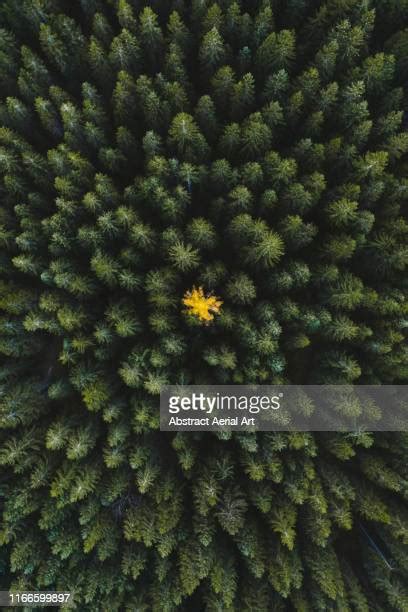 Different Ecosystems Photos And Premium High Res Pictures Getty Images