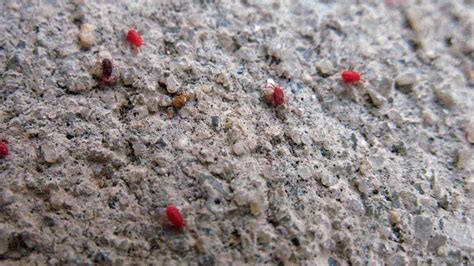 Strange Tiny Red Bugs In Your Window Everything To Know House Frey