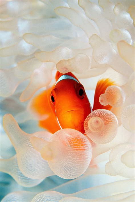 100 Clown Fish Iphone Wallpapers
