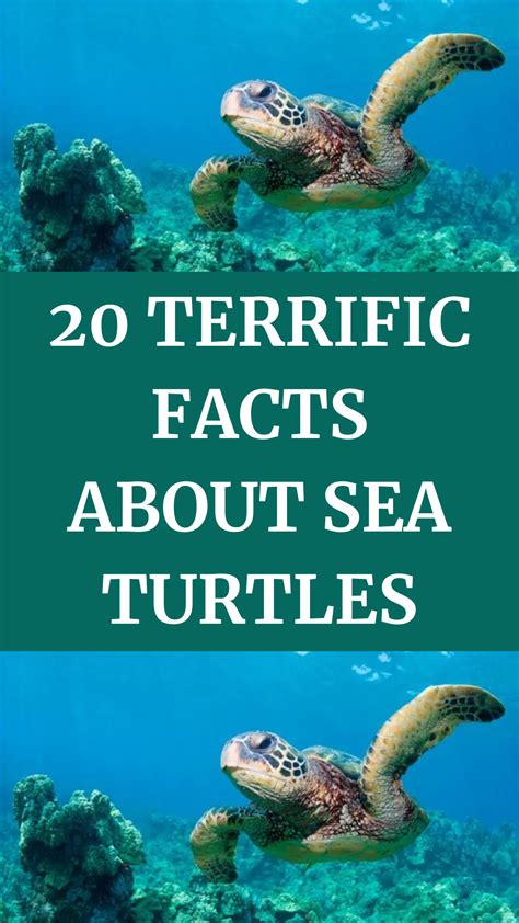 20 Terrific Facts About Sea Turtles Sea Turtle Facts Sea Turtle Sea