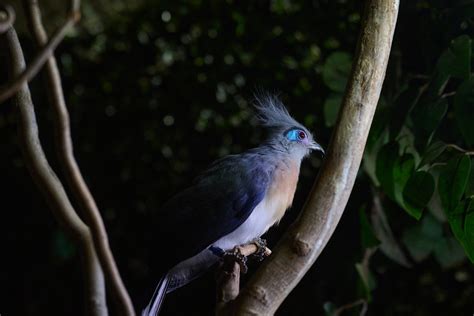 Cep0955 Caleb Perry Flickr