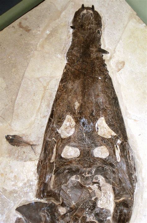 Borealosuchus Wilsoni Fossil Crocodilian Green River Form… Flickr