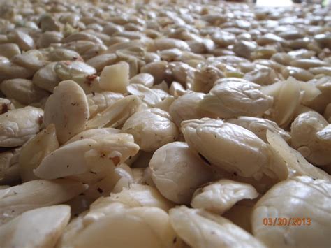 Nangai Oil Canarium Indicum Ngali Nut 100 Pure And Etsy