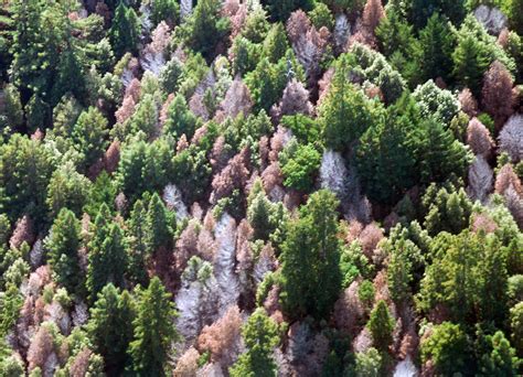 Sudden Oak Death Is Plaguing California Forests Save The Redwoods League