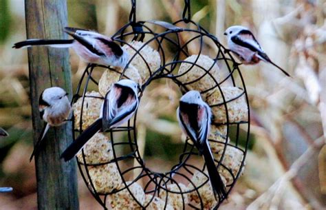Long Tailed Titt Birdforum