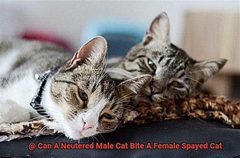 Can A Neutered Male Cat Bite A Female Spayed Cat