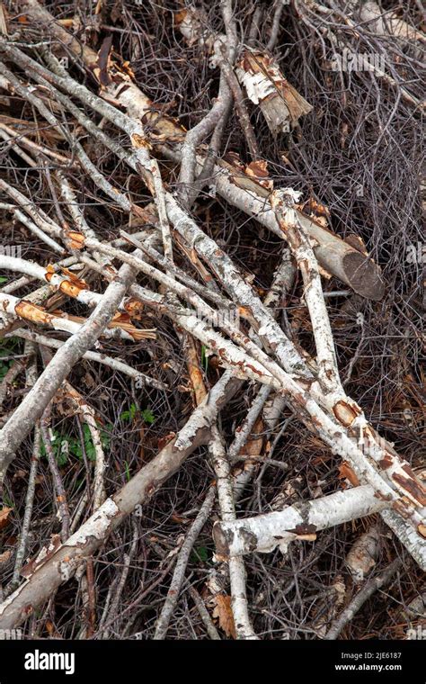 Felled And Dried Branches And Trunks Of Birch Trees During Logging Destruction Of Nature In The