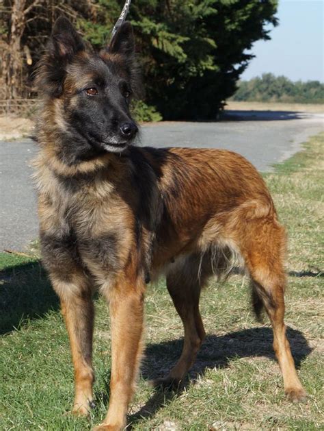 Belgian Shepherd The Breed Archive