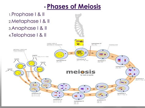 Ppt Diploid Vs Haploid Powerpoint Presentation Free Download Id