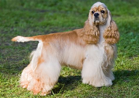 Cocker Spaniel