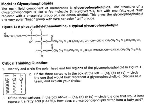 SOLVED Model Glycerphospholipids Glycerophospholipids The Structure The Main Iipid Component