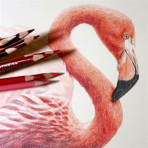 Flamingo Drawing Realistic Drawing Of A Flamingo Handdrawn