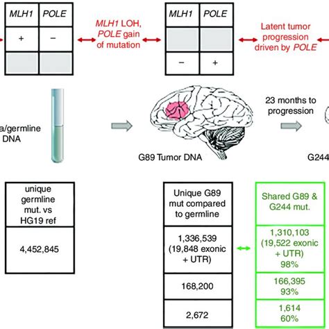 A Schematic Representation Of Tumor Development And Evolution A