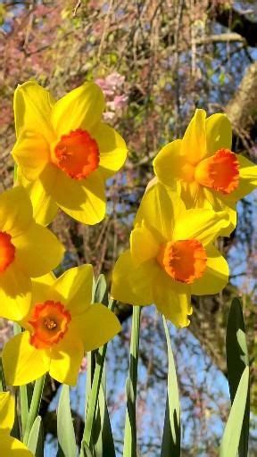 Pin De Nguyenthy Em Cute Mark Vídeo Jardim