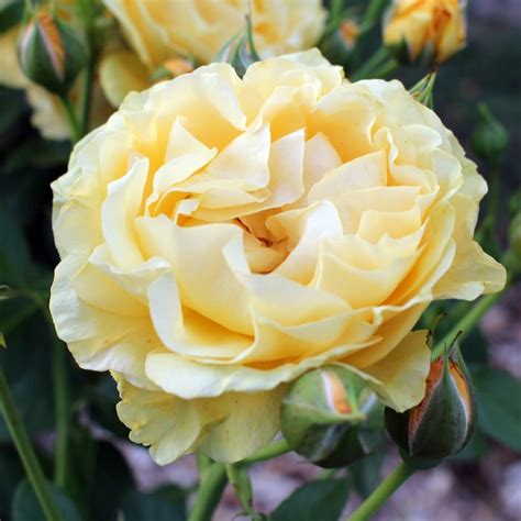 Tree Rose ‘Julia Child’ – Fraser Valley Rose Farm