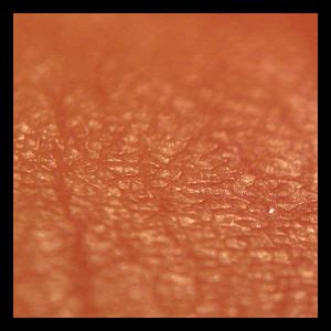 Dermatology Creationwiki The Encyclopedia Of Creation Science