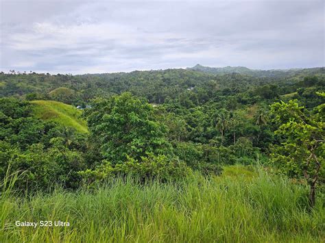 11 Has Lot For Sale At Buenavista Bohol Philippines 150sqm Negotiable