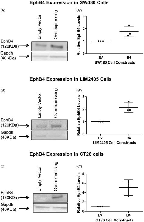 Western Blot Analysis Of The Ephb4 Protein Band At 120kd A Protein Download Scientific