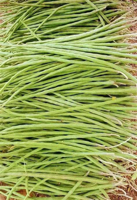 Green Tamilnadu Drumstick Vegetable Gunny Bag 20 Kg At ₹ 65kg In Shimla
