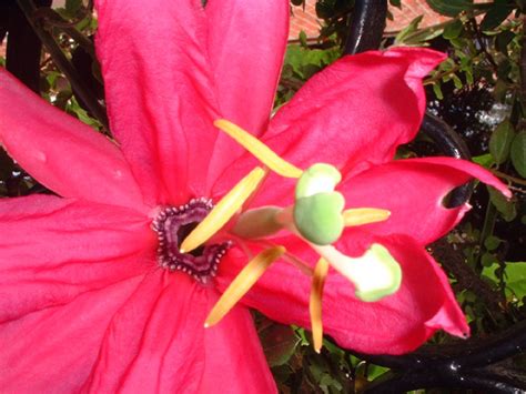 Passiflora X Exoniensis Passiflora Online