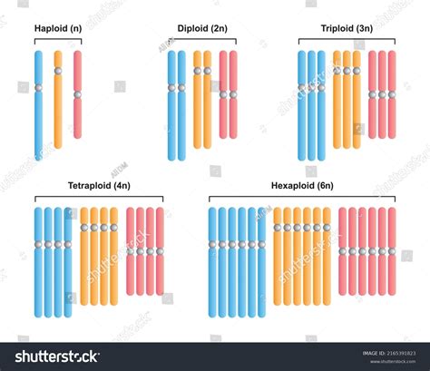 Scientific Designing Polyploidy Types Haploid N Stock Vector Royalty