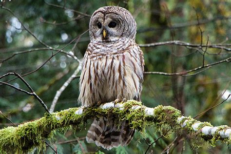 All 8 Owl Species Found In Massachusetts With Pictures And Info