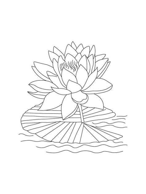 Water Lily Coloring Pages