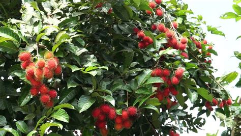 Fruit Trees Home Gardening Apple Cherry Pear Plum Rambutan Fruit Tree