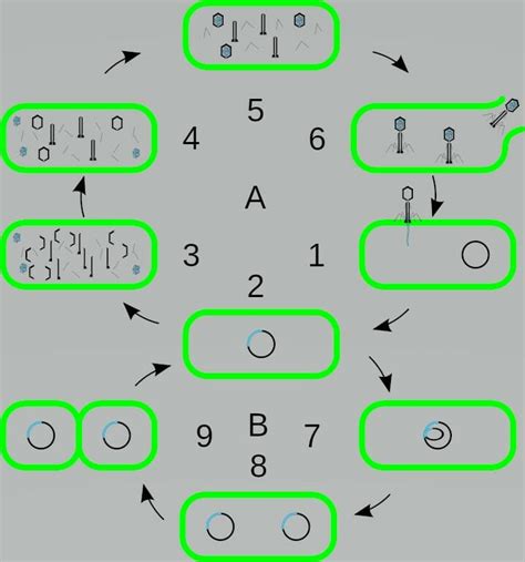 Lytic Cycle Definition Steps And Quiz Biology Dictionary