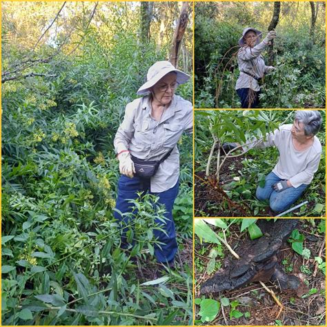 Moreleta Look At The Thickness Of This Creeping Vines Of The Cats Claws They Also Have A