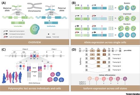 Opportunities And Tradeoffs In Single Cell Transcriptomic Technologies